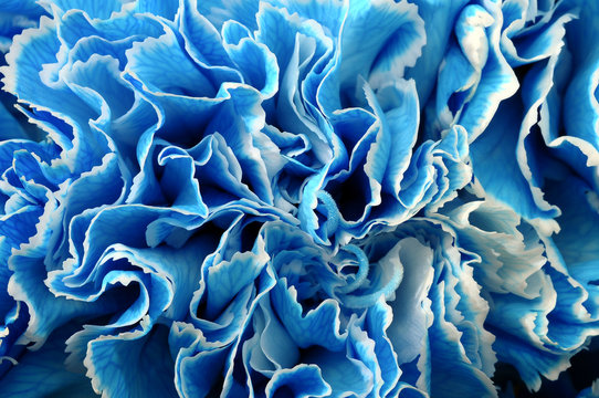 Blue Carnations
