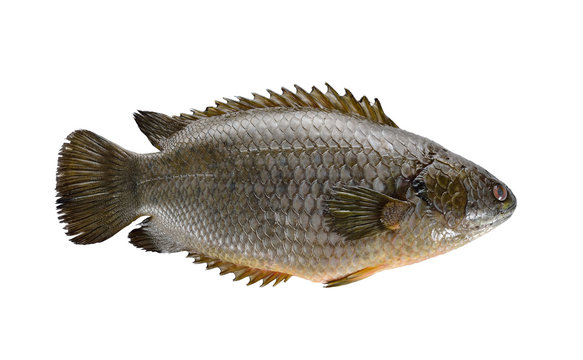 Anabantidae Bilder – Durchsuchen 243 Archivfotos, Vektorgrafiken und ...