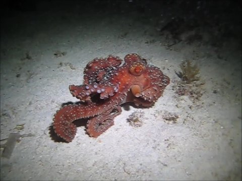 Krake Images – Browse 2,855 Stock Photos, Vectors, and Video | Adobe Stock