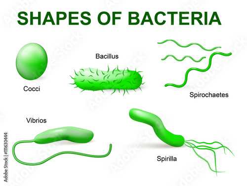 "Types of bacteria. Basic morphological differences between bacte ...