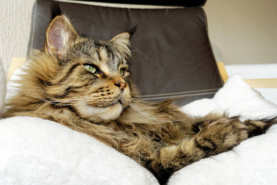 "Lynx Tips"-Bilder: Stock-Fotos & -Videos. | Adobe Stock