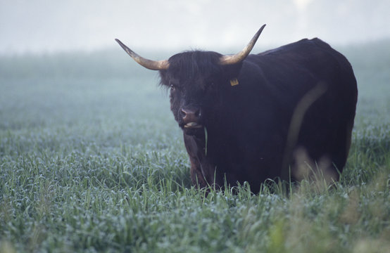 Ox Images – Browse 3,011,216 Stock Photos, Vectors, and Video | Adobe Stock