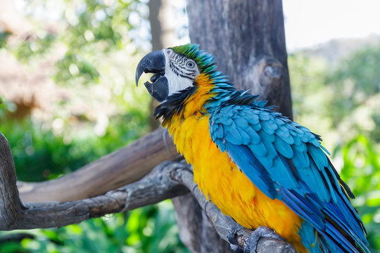 รูปภาพMacow – เลือกดูภาพถ่ายสต็อก เวกเตอร์ และวิดีโอ90 | Adobe Stock