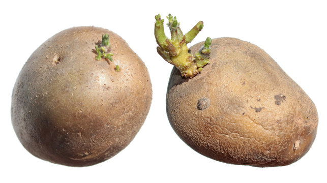Sprouting Potato Eyes