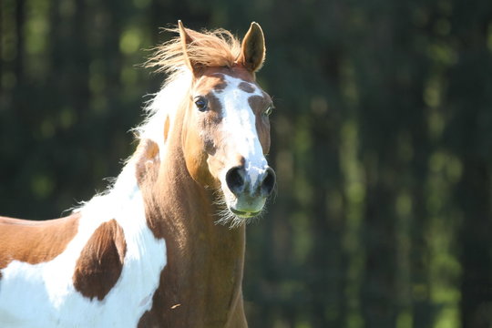 「Schecke」の写真素材 | 2,361件の無料イラスト画像 | Adobe Stock