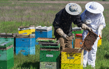 Beekeeper stock photos and royalty-free images, vectors and ...