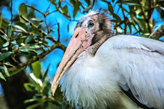 Stork Face