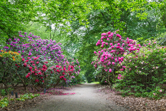 รูปภาพArboretum – เลือกดูภาพถ่ายสต็อก เวกเตอร์ และวิดีโอ227,159 | Adobe ...
