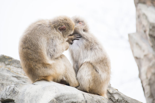 「Fuscata」の画像 - 3,555 件の Stock 写真、ベクターおよびビデオ | Adobe Stock