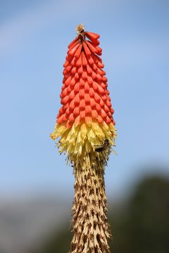 Imágenes de Tison: descubre bancos de fotos, ilustraciones, vectores y ...