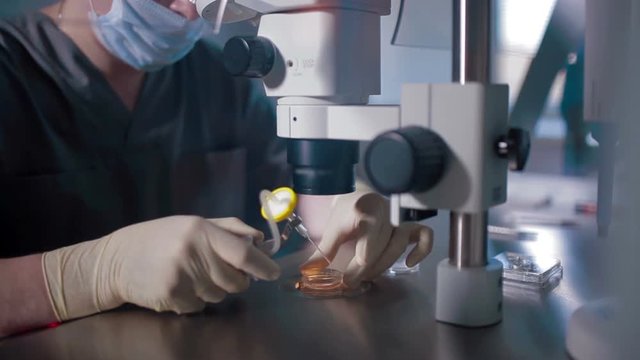 รูปภาพEmbryologist – เลือกดูภาพถ่ายสต็อก เวกเตอร์ และวิดีโอ720 | Adobe ...