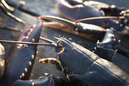 รูปภาพShellfishes – เลือกดูภาพถ่ายสต็อก เวกเตอร์ และวิดีโอ485,525 ...