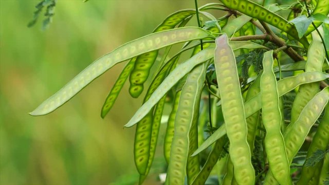 Leucaena Images – Browse 1,007 Stock Photos, Vectors, and Video | Adobe ...
