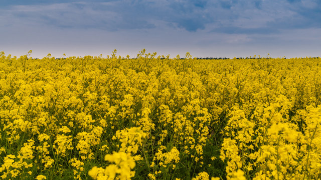 Fenne Bilder – Durchsuchen 333 Archivfotos, Vektorgrafiken und Videos ...