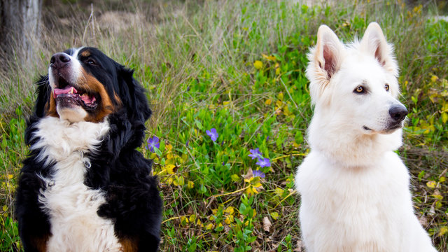 รูปภาพ"Grosser – เลือกดูภาพถ่ายสต็อก เวกเตอร์ และวิดีโอ6,886 | Adobe Stock