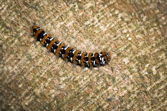 รูปภาพPalmerworm – เลือกดูภาพถ่ายสต็อก เวกเตอร์ และวิดีโอ18 | Adobe Stock
