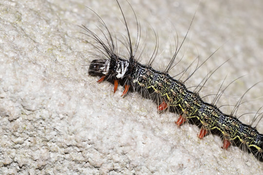 Palmerworm bilder – Bläddra bland 15 stockfoton, vektorer och videor ...