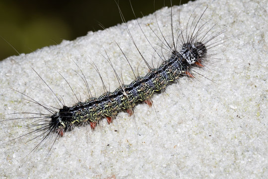 Imagens de Palmerworm – Explore Fotografias do Stock, Vetores e Vídeos ...