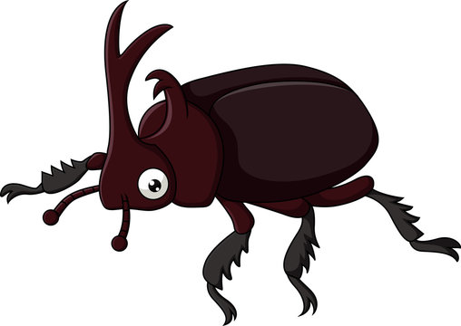 Beetle Images – Browse 128,465 Stock Photos, Vectors, and Video | Adobe ...