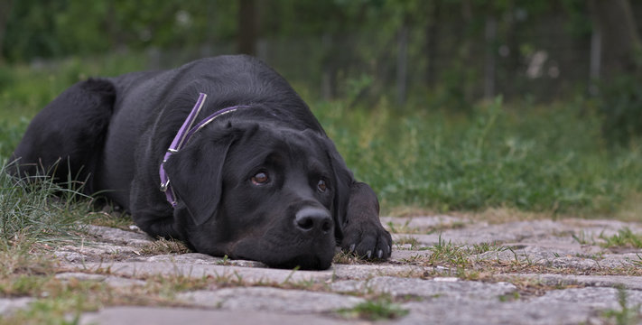 Labrador-Mischling 影像 – 瀏覽 1,784 個素材庫相片、向量圖和影片 | Adobe Stock