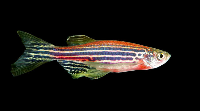 รูปภาพZebrafish – เลือกดูภาพถ่ายสต็อก เวกเตอร์ และวิดีโอ1,500 | Adobe Stock