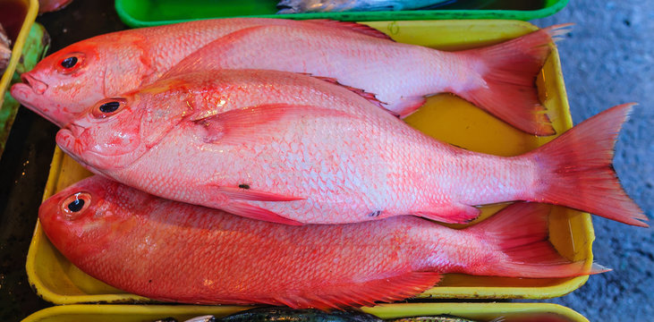 รูปภาพMaya-Maya – เลือกดูภาพถ่ายสต็อก เวกเตอร์ และวิดีโอ6 | Adobe Stock