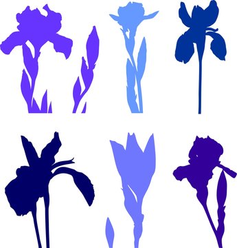 Iris Silhouette