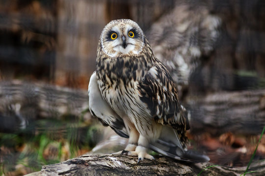 Nighthawk 이미지 – 찾아보기 7,584 스톡 사진, 벡터 및 비디오 | Adobe Stock