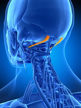 Dornfortsatz Bilder – Durchsuchen 366 Archivfotos, Vektorgrafiken und ...