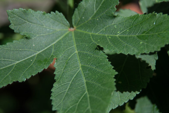 Kenaf Leaf