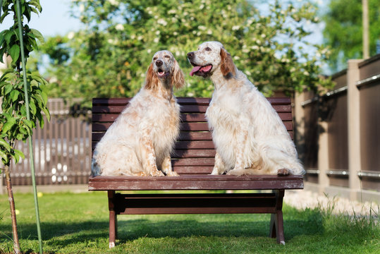 「イングリッシュセッター」の写真素材 | 22,974件の無料イラスト画像 | Adobe Stock