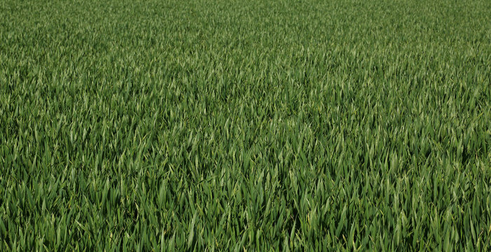 "Rural Economy" Images – Browse 10,731 Stock Photos, Vectors, and Video ...