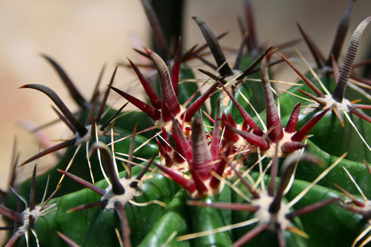 Aculei-Bilder: Stock-Fotos & -Videos. | Adobe Stock