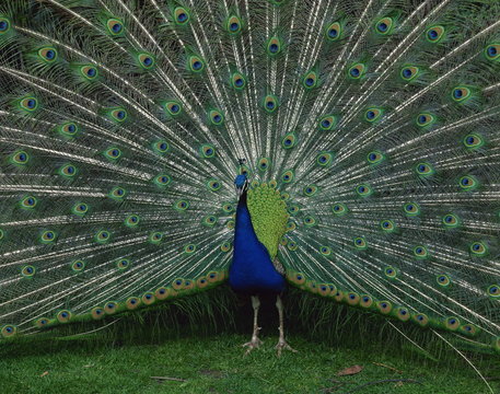 Peacock Display Images – Browse 46,767 Stock Photos, Vectors, and Video ... Peacock Display Images – Browse 46,767 Stock Photos, Vectors, and Video ...