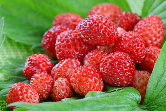 Fragoline Images – Browse 296 Stock Photos, Vectors, and Video | Adobe ...