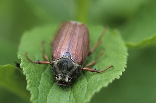 รูปภาพInsects – เลือกดูภาพถ่ายสต็อก เวกเตอร์ และวิดีโอ2,827,117 | Adobe ...