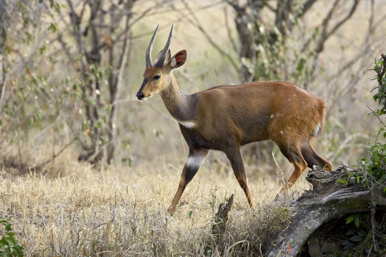 รูปภาพBushbuck – เลือกดูภาพถ่ายสต็อก เวกเตอร์ และวิดีโอ1,427 | Adobe Stock