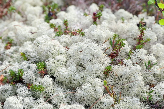 Tundra Plants Mosses