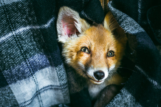 Sparfuchs Bilder – Durchsuchen 1,207 Archivfotos, Vektorgrafiken und ...