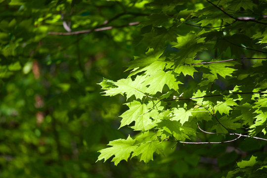 Fotolia - Images et vidéos libres de droits | Adobe Stock