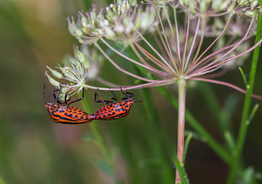 Cinche Images – Browse 1 Stock Photos, Vectors, and Video | Adobe Stock