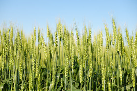 Roggen-Bilder: Stock-Fotos & -Videos. | Adobe Stock