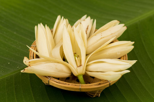 Champee Images – Browse 26 Stock Photos, Vectors, and Video | Adobe Stock