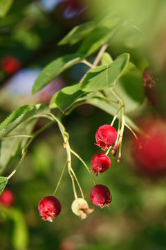 Fen-Berry Images – Browse 32 Stock Photos, Vectors, and Video | Adobe Stock