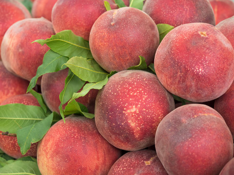 รูปภาพPersipan – เลือกดูภาพถ่ายสต็อก เวกเตอร์ และวิดีโอ144 | Adobe Stock