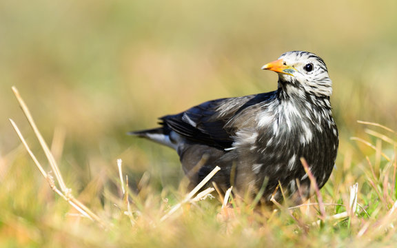 68 BEST Grey-Starling IMAGES, STOCK PHOTOS & VECTORS | Adobe Stock