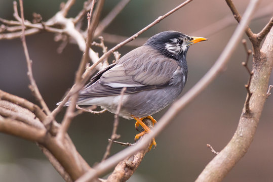 68 BEST Grey-Starling IMAGES, STOCK PHOTOS & VECTORS | Adobe Stock