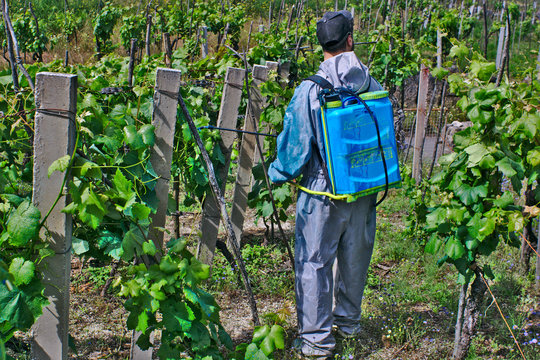 Enmohecido bilder – Bläddra bland 12 stockfoton, vektorer och videor ...