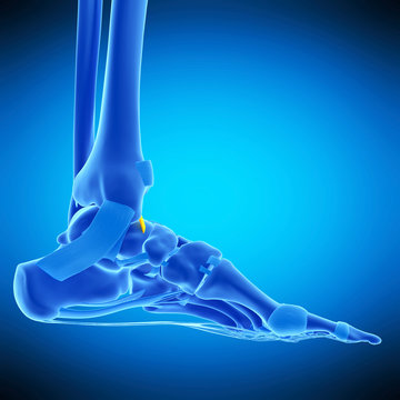 「Tibiotalar」の写真素材 | 12件の無料イラスト画像 | Adobe Stock