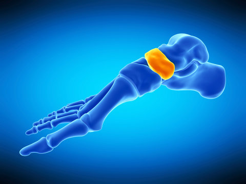 "Navicular Bone" Images – Browse 835 Stock Photos, Vectors, and Video ...